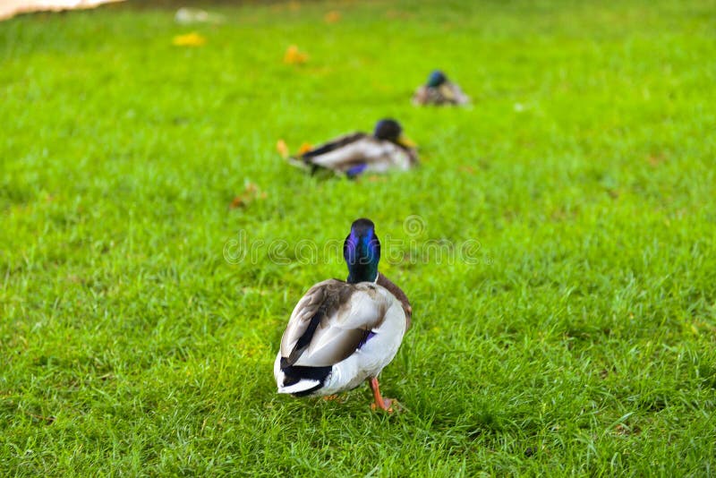 Ducks train stock photo. Image of birds, park, green - 122979798