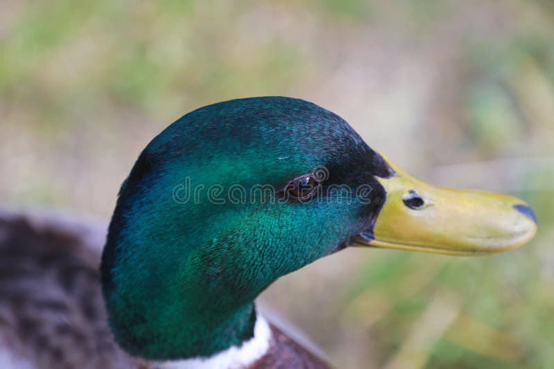 Wild ducks outdoors stock photo. Image of color, lake - 346829330