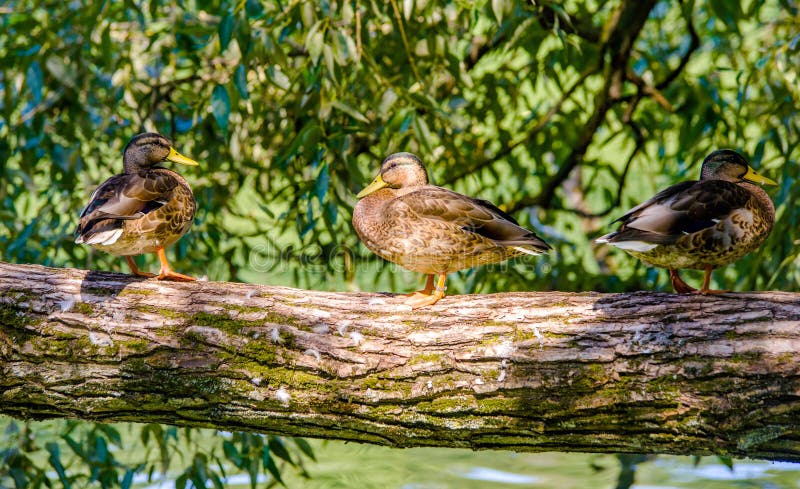 Ducks Sit on a Tree Near the Water Stock Photo - Image of wild, family ...