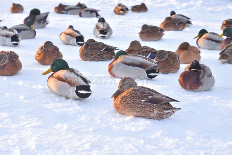 Wild ducks on snow stock photo. Image of evening, snow - 137685710