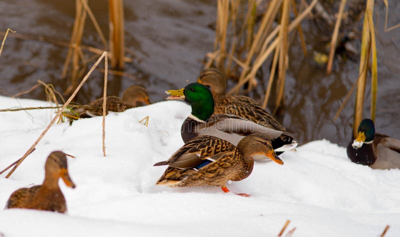 Wild ducks in the snow stock photo. Image of mallard - 208310868