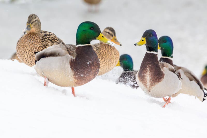 Flock of ducks on the snow stock photo. Image of male - 338109242