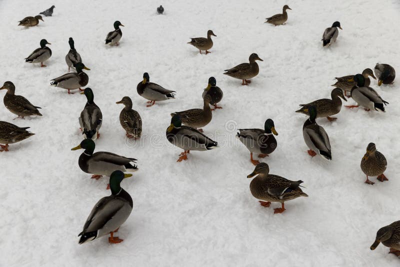 Wild Ducks in the Snow in Winter Stock Photo - Image of colorful, cold ...