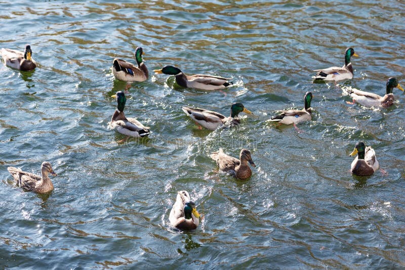 Wild Ducks Splash in the Water of the Pond. Stock Image - Image of fowl ...