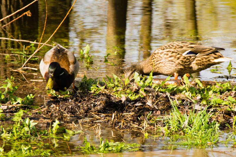 Wild Ducks in Spring in the Park on the Lake. Two Wild Ducks, a Drake ...