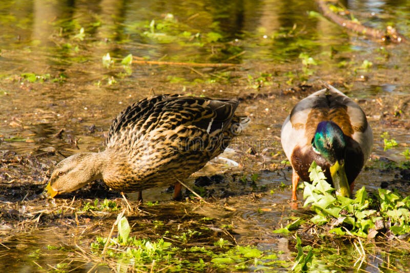 Wild Ducks in Spring in the Park on the Lake. Two Wild Ducks, a Drake ...