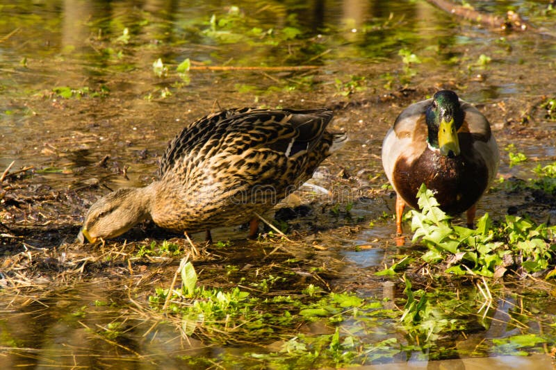 Wild Ducks in Spring in the Park on the Lake. Two Wild Ducks, a Drake ...