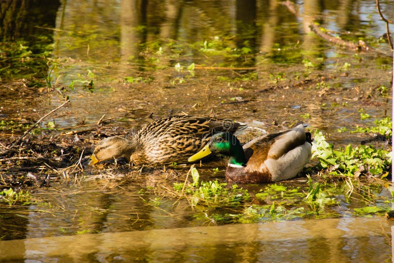 Wild Ducks in Spring in the Park on the Lake. Two Wild Ducks, a Drake ...