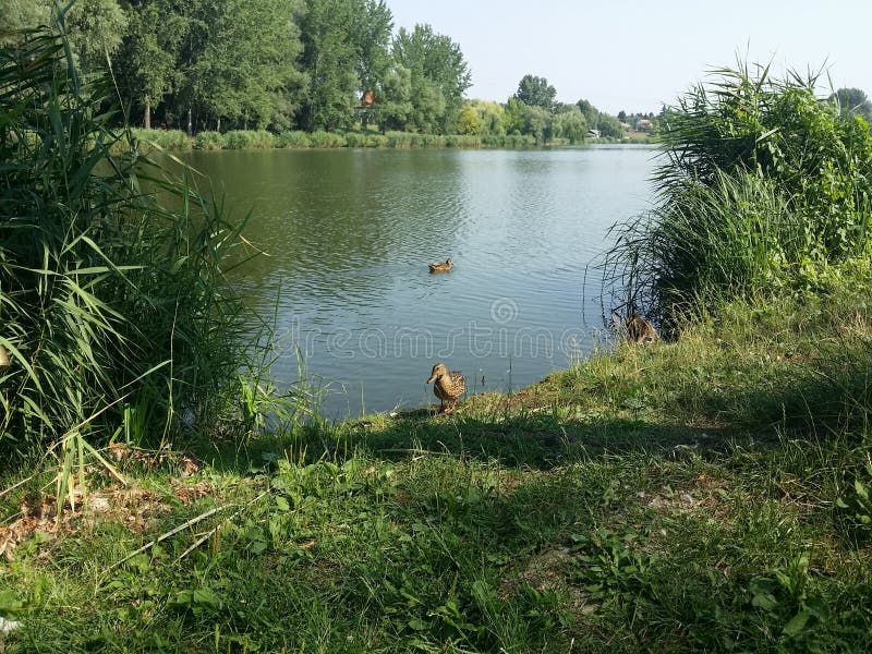 Wild Ducks on a really Sunny and Hot Summer Day Stock Photo - Image of ...