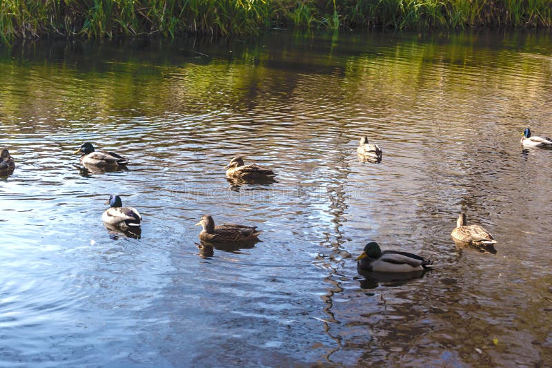 Ducks on the pond stock photo. Image of wild, ducks - 163084718