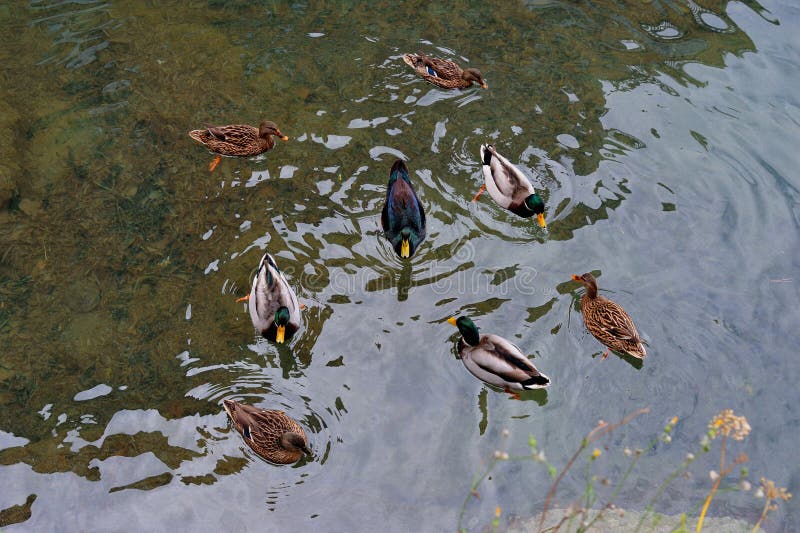 Wild Ducks Swimming in Clear Water. Top View on the River Stock Photo ...