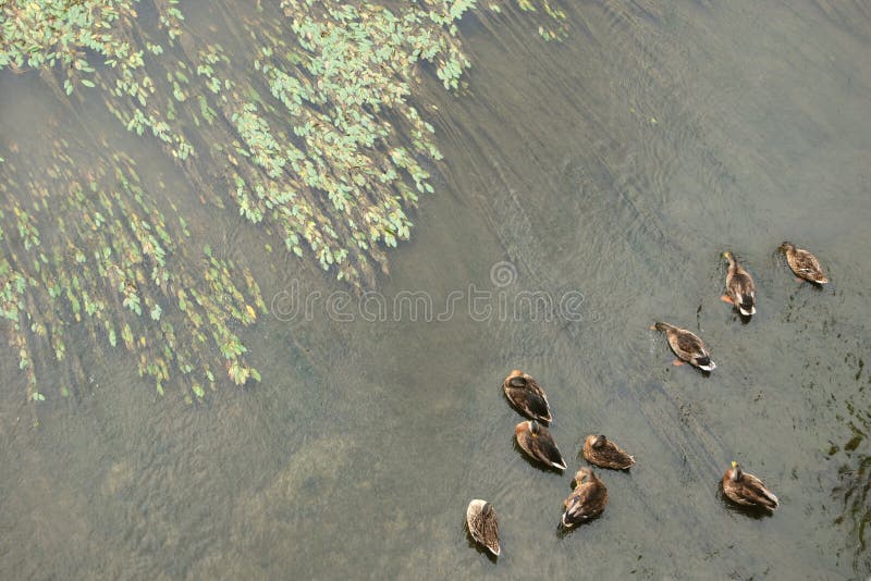 Wild Ducks Swimming in the Spring River Stock Image - Image of water ...