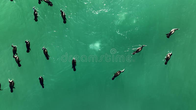 A Flock of Wild Ducks Swims in the Sea Aerial View 4 K Stock Video ...