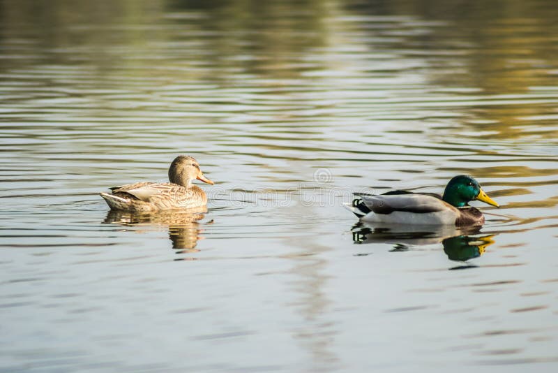 Wild Ducks in Their Natural Environment Stock Photo - Image of color ...