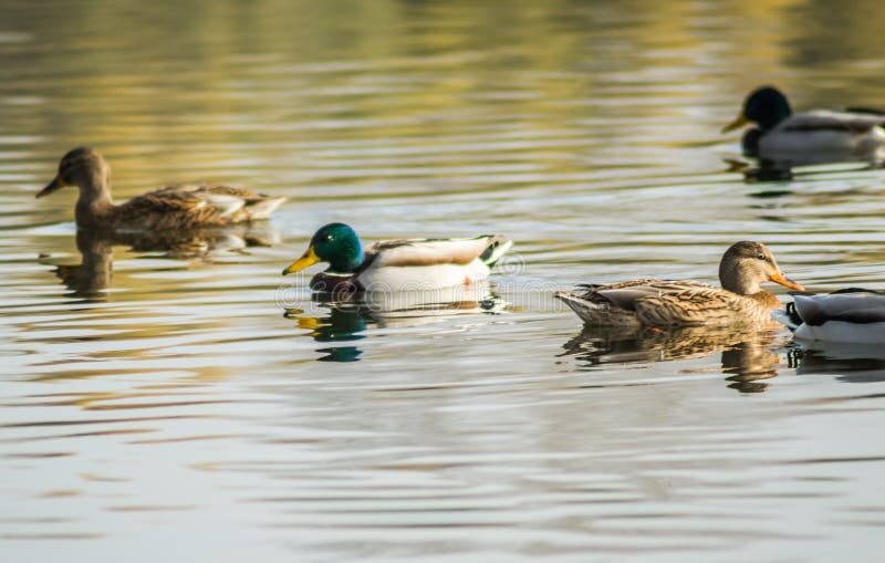 Wild Ducks in Their Natural Environment Stock Photo - Image of birds ...
