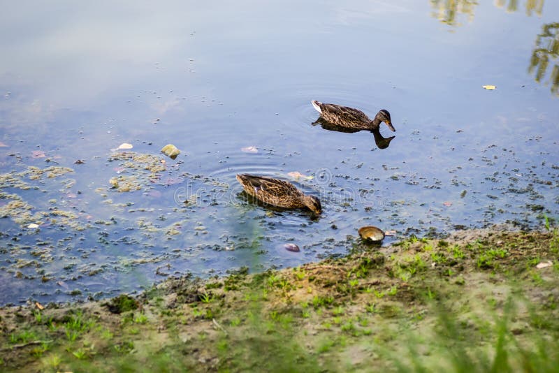 Wild Ducks in Their Natural Environment Stock Image - Image of autumn ...