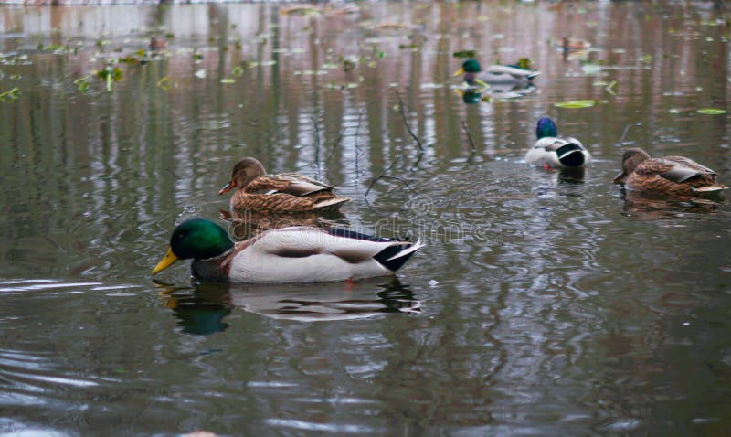 Wild ducks on the water stock photo. Image of wild, beak - 261230028