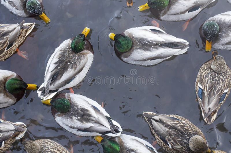 Wild Ducks on the Water of Spring, Top View Stock Image - Image of ...