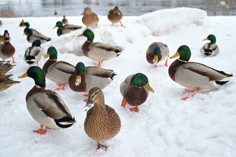 Wild Ducks in the Winter on the Snow Stock Image - Image of bird, snow ...