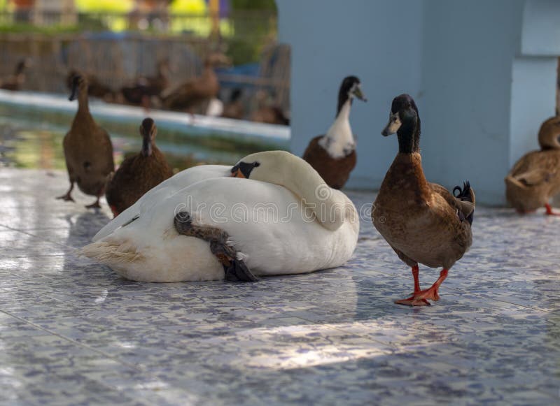 Wild Ducks at the Zoo in an Enclosure Stock Image - Image of livestock ...