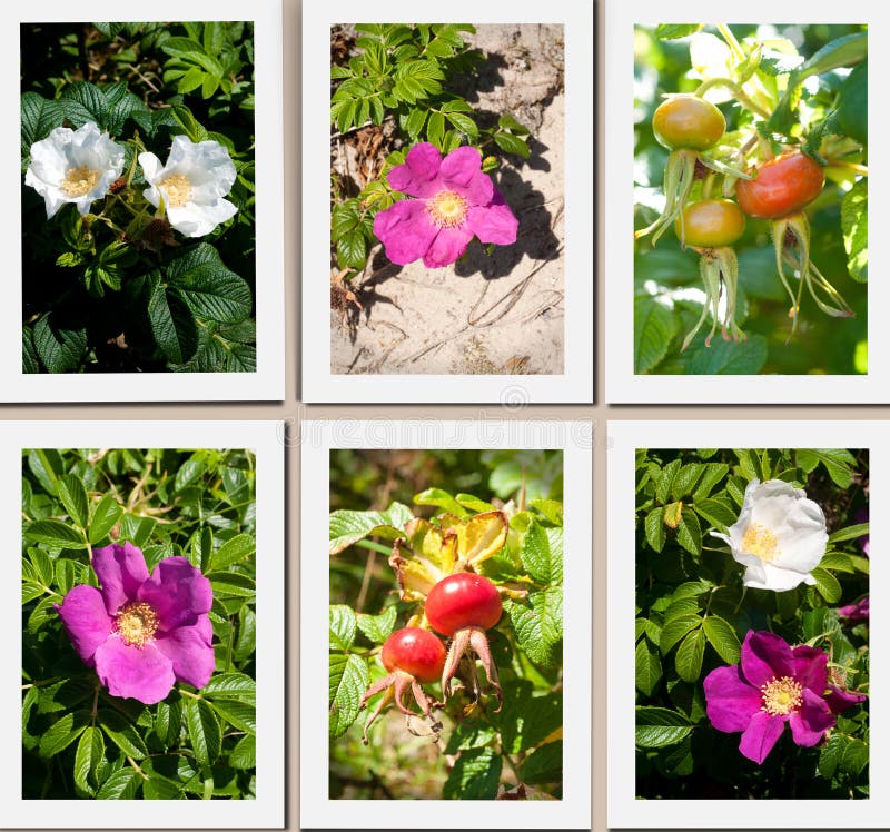 Wild dune rose collage stock image. Image of common, rose - 25977023