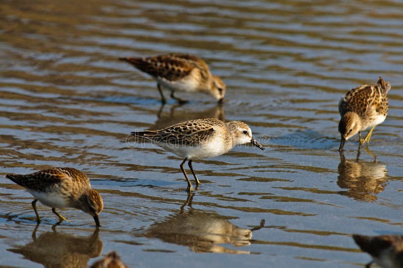 Wild Dunlin feeding stock photo. Image of brown, sandpiper - 29289150