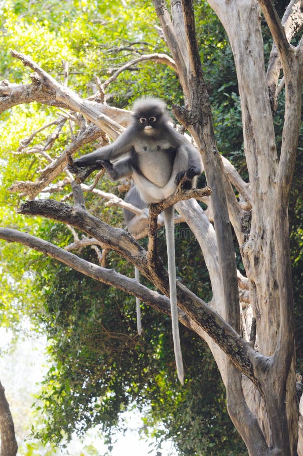 Female Dusky Langur, Dusky Leaf Monkey, Spectacled Langur ...
