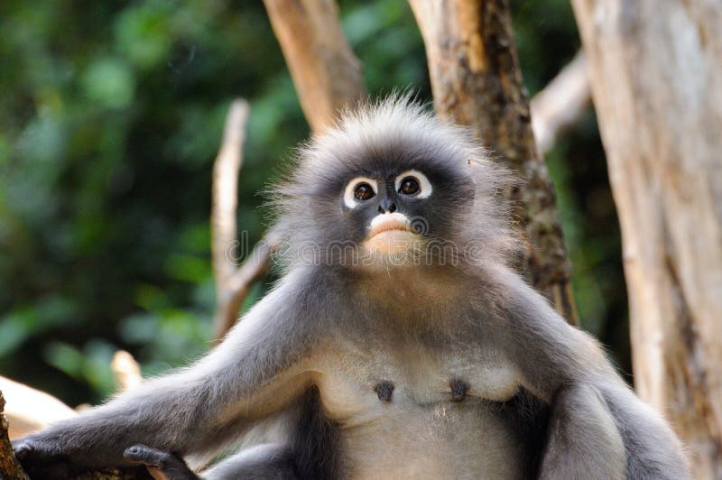 Wild Dusky Langur, Dusky Leaf Monkey, Spectacled Langur, Spectacled ...