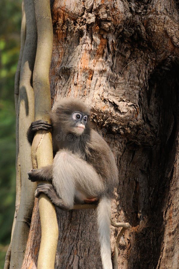Wild Dusky Langur, Dusky Leaf Monkey, Spectacled Langur, Spectacled ...