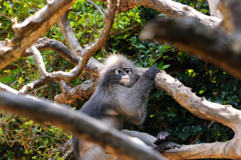 Wild Dusky Langur, Dusky Leaf Monkey, Spectacled Langur, Spectacled ...