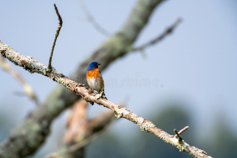 Eastern Bluebird Perched on Branch Stock Photo - Image of wildlife ...