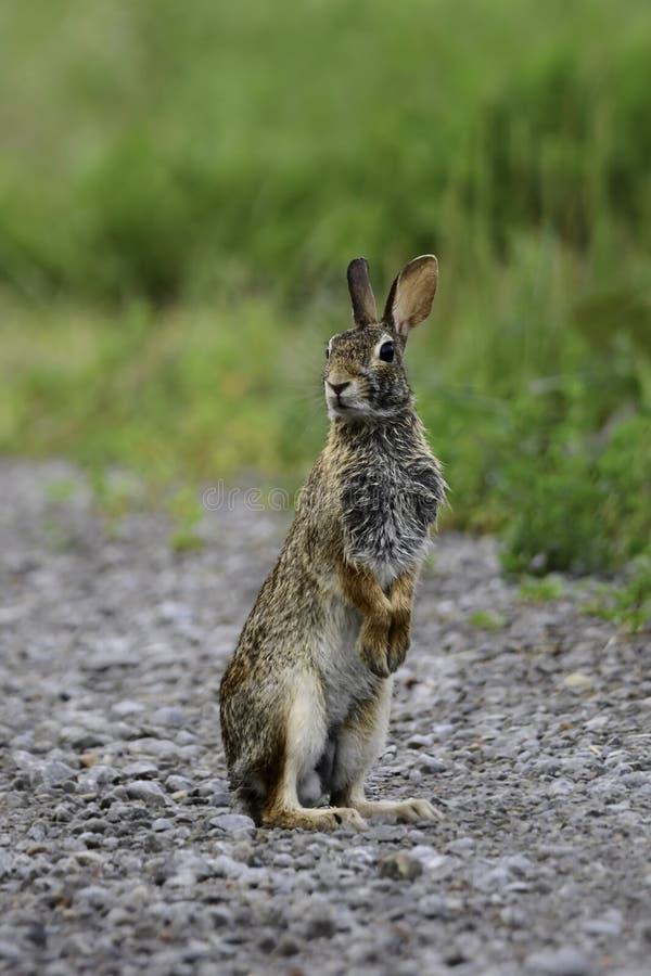 Wild Eastern Cottontail Bunny Rabbit Stock Image - Image of fall ...