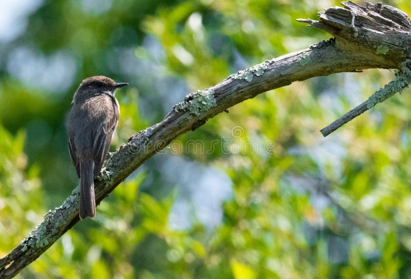 Eastern Phoebe Perched on Branch Stock Image - Image of phoebe, bird ...