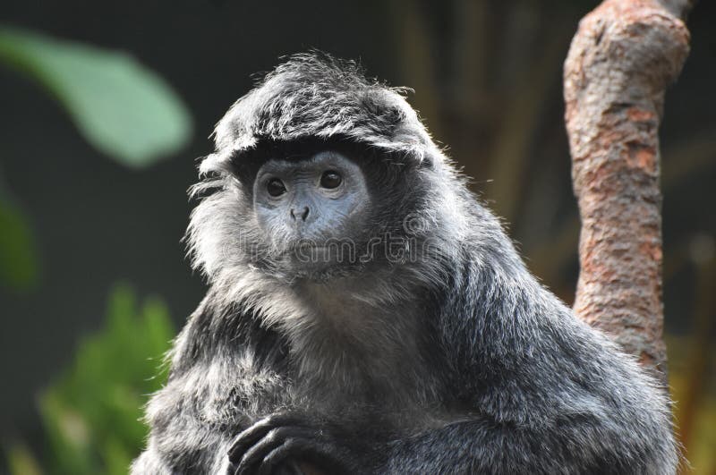 Gorgeous Face of an Ebony Langur Monkey in the Wild Stock Photo - Image ...