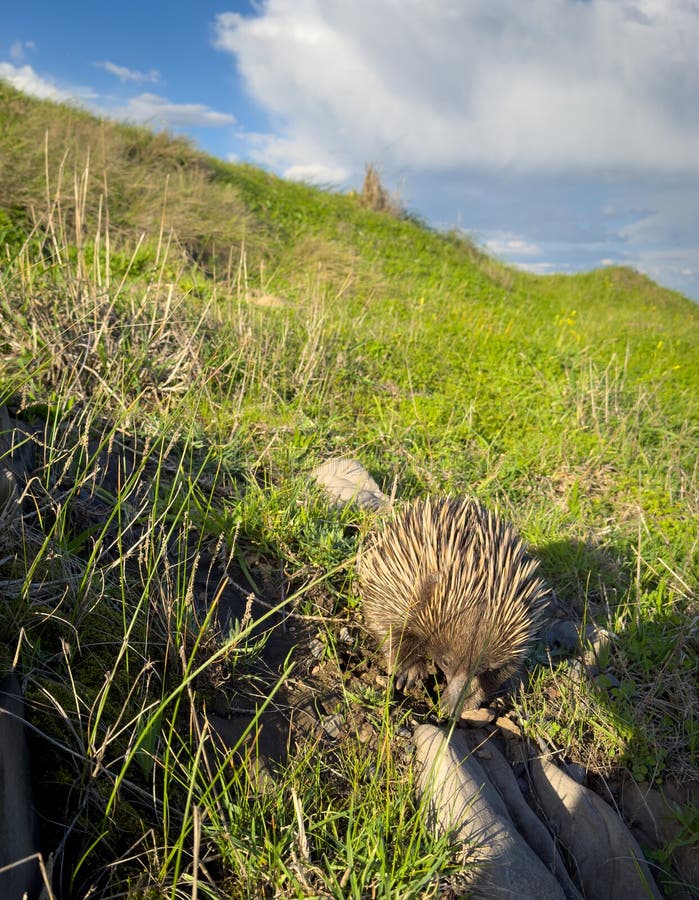 Wild Echidna in Field stock photo. Image of quills, wildlife - 353233768