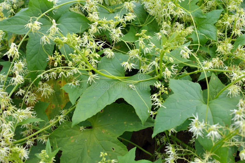 In the Wild Echinocystis Lobata Grows Stock Photo - Image of growing ...