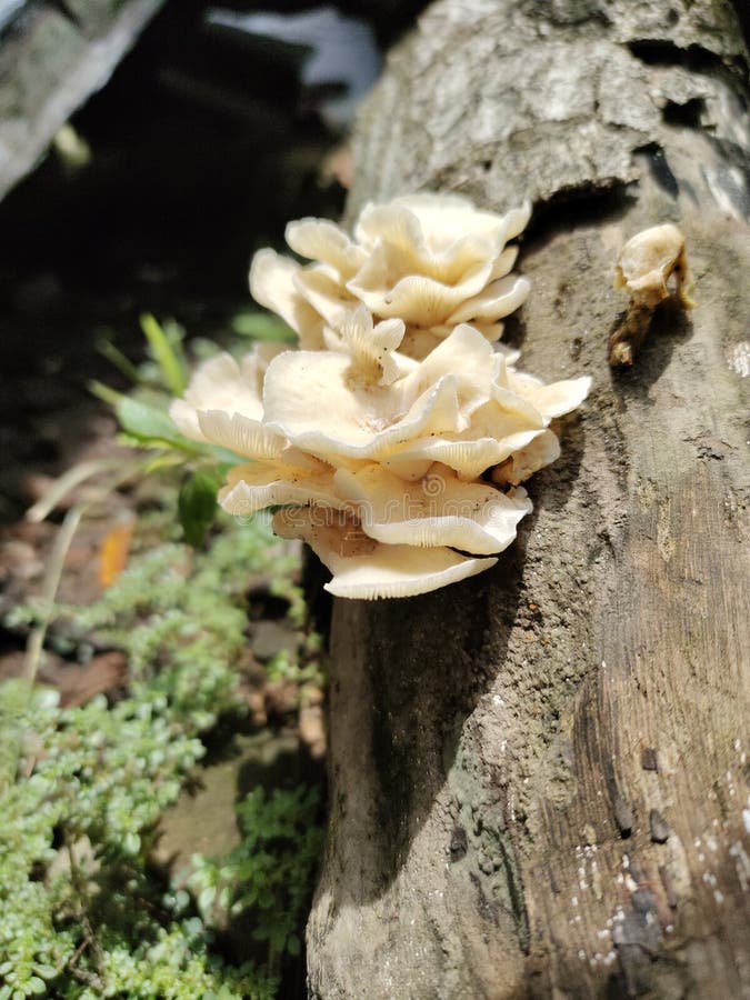Wild Edible Mushroom Growing on Dead Log Stock Photo - Image of trunk ...