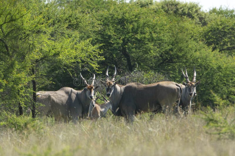 Cow Half Face Stock Photos - Free & Royalty-Free Stock Photos from ...