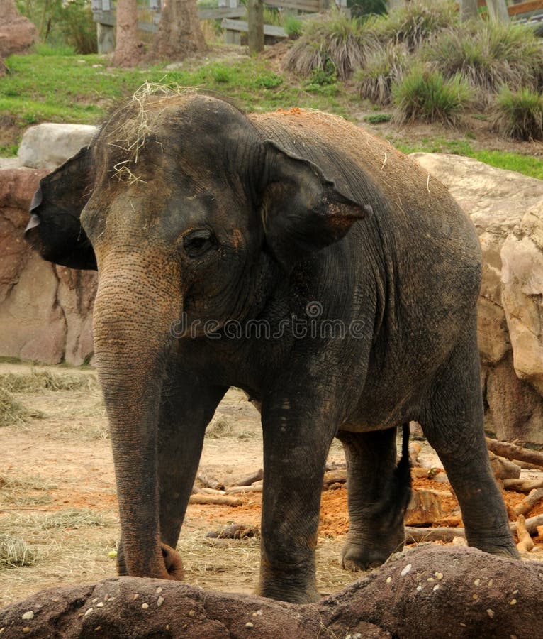 Wild elephant stock image. Image of exotic, wild, wildlife - 14951287