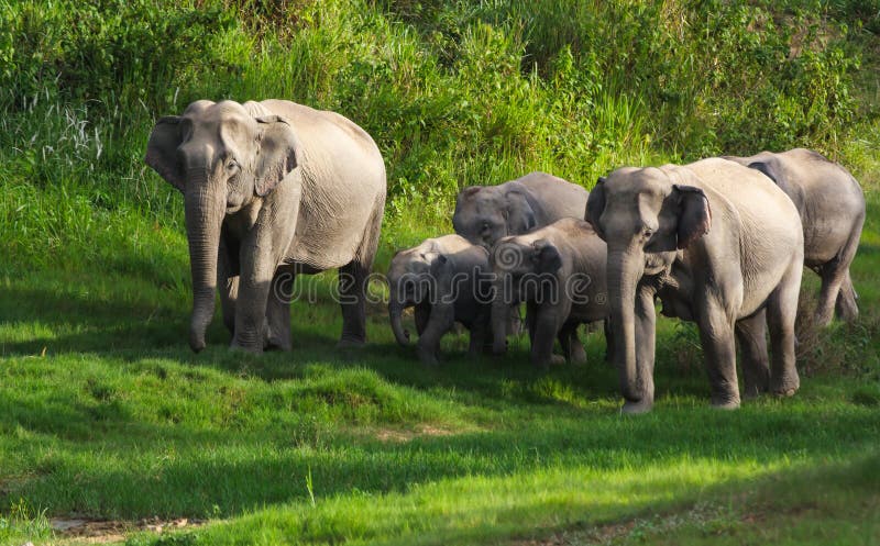 Wild elephant stock photo. Image of elephant, family - 26389058