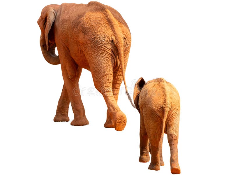 Wild Elephant with Baby Walking Together, Rear View Stock Photo - Image ...