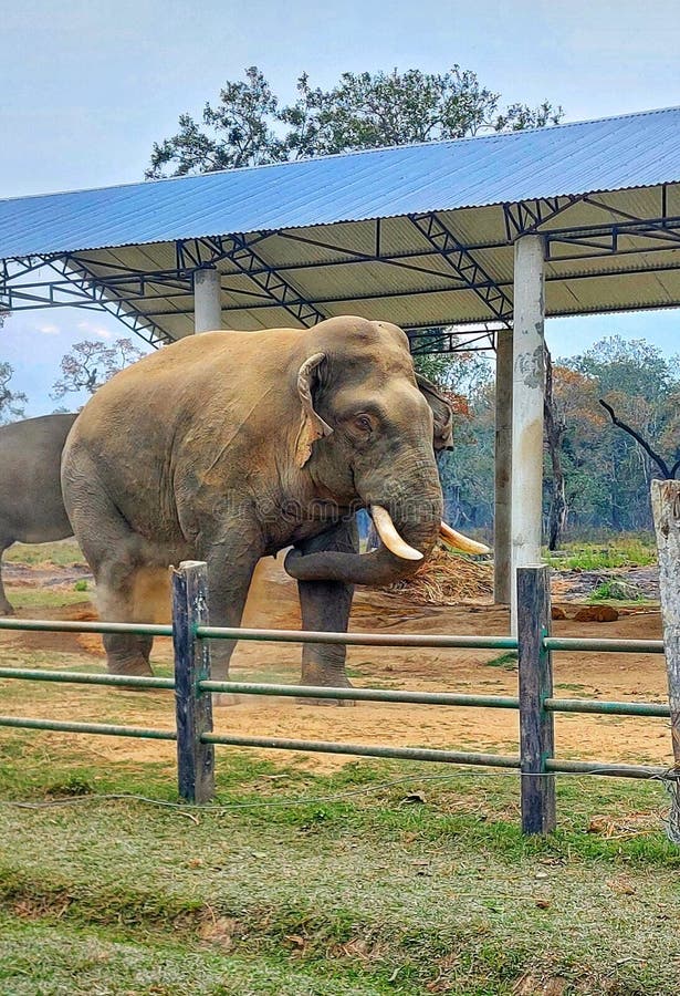 Wild Elephant at Elephant Breeding Center Chitwan Stock Image - Image ...