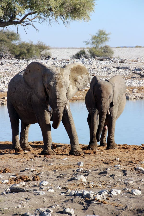 Elephants in Namibia stock image. Image of landscape - 112738139