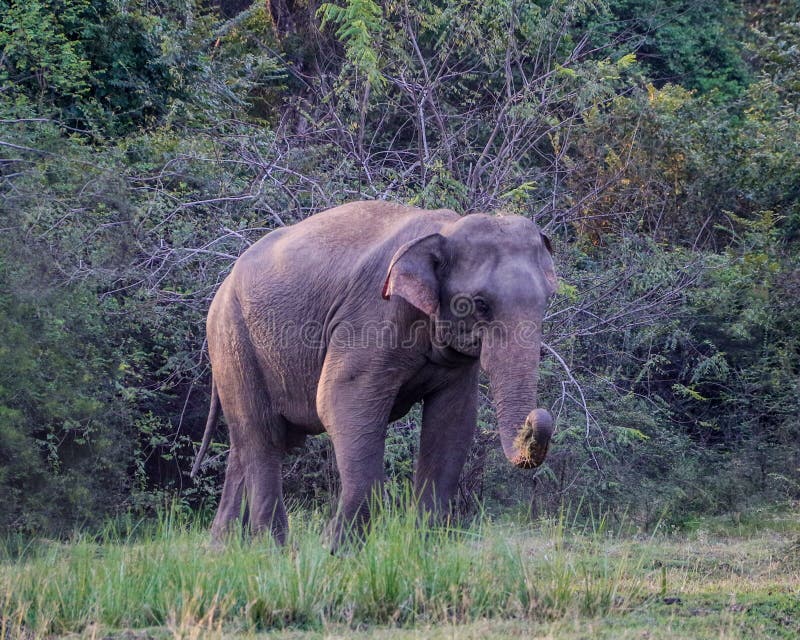 Wild elephant at lunch stock photo. Image of srilanka - 107112926