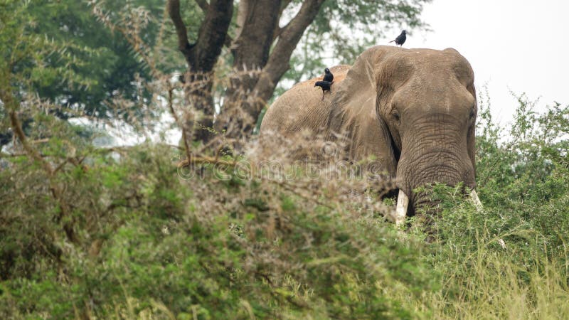 Wild Elephant with Many Birds Over Back Stock Photo - Image of wild ...