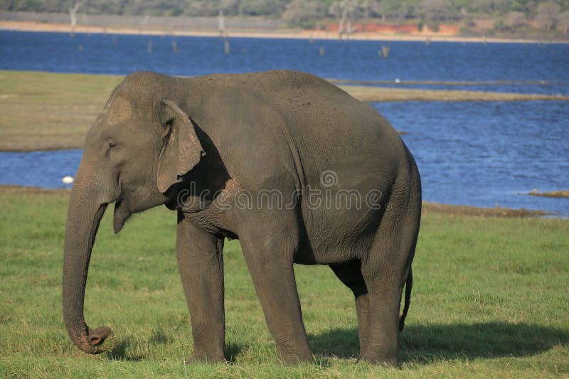 Elephant Near the Lake Storks Flying Around Stock Photo - Image of ...