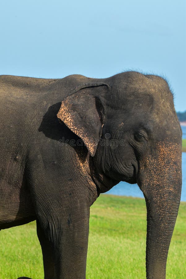 Wild elephant photography stock image. Image of elephant - 257519437