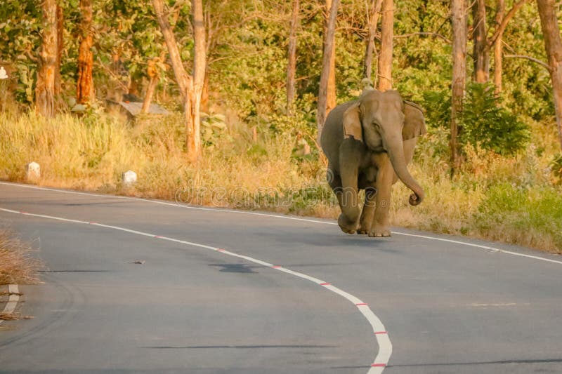Wild elephant on road stock photo. Image of furious - 111478276