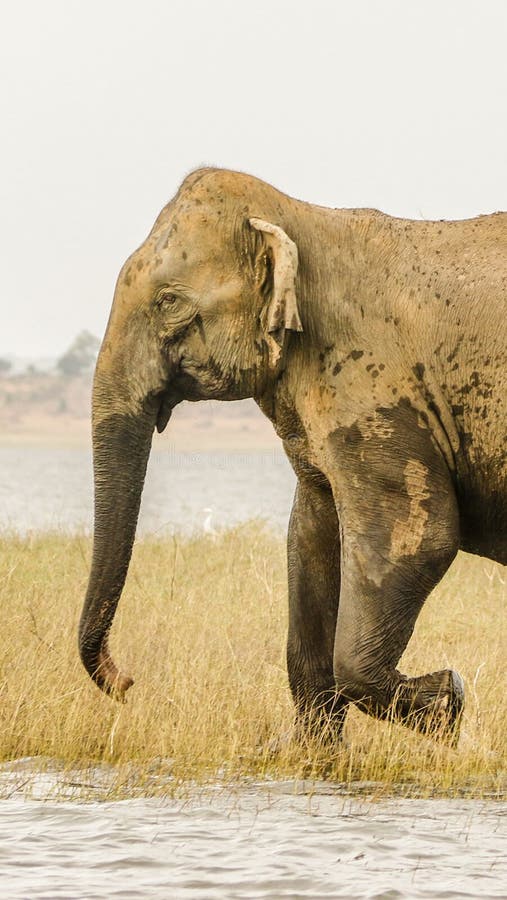 Wild Elephant , a Closer Look Stock Image - Image of furious, elephant ...
