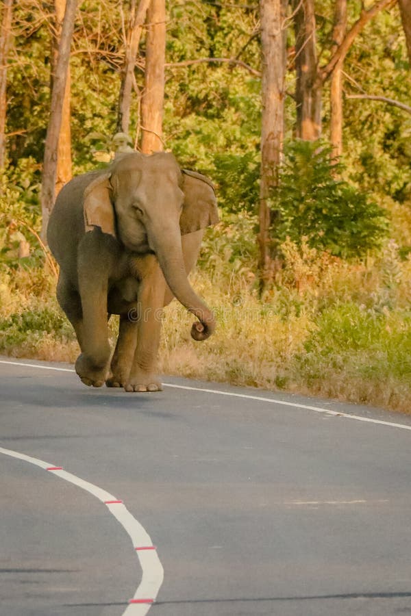 Wild Elephant Walking on Road Stock Image - Image of wild, street ...